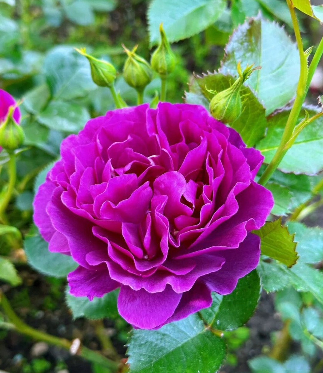 Rose【princesse Astrid De Belgique】- Own Root| Strong Fragrance| Strong ...