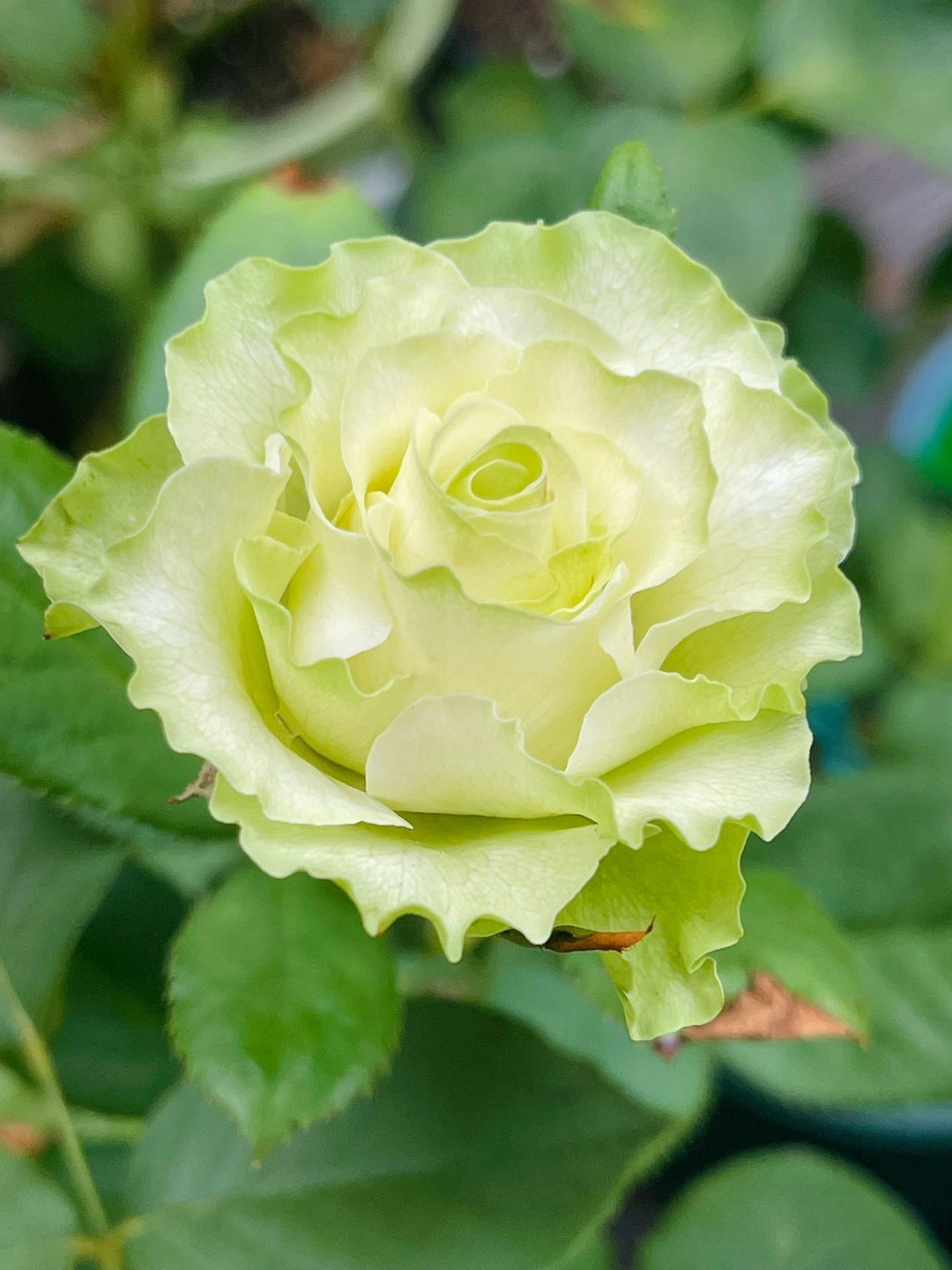 Rare Rose【jutta ｜小乔】-1.5 Gal Ownroot｜netherlands Cutting Rose| Extended ...