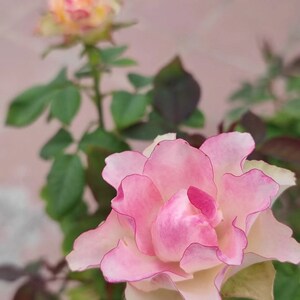 Rosejapanese Tale 大和物语 Nirpjata 1.5 Gal Ownroot heat Toleranless Thorns ...