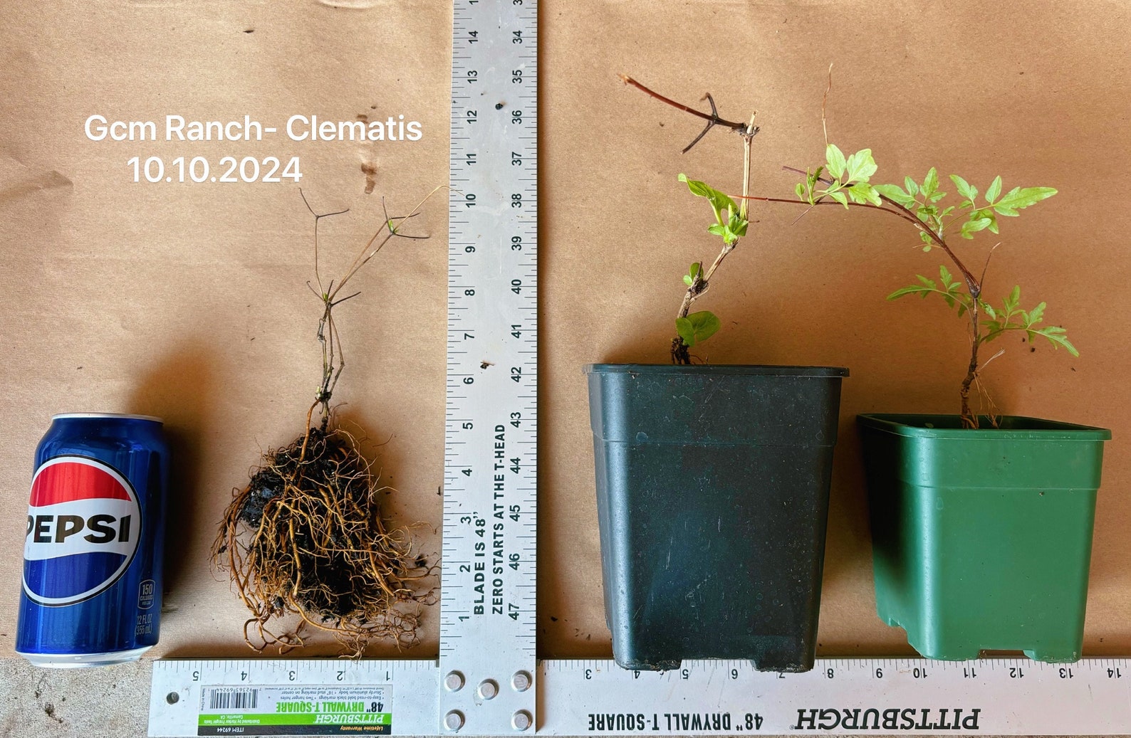 Rare Clematis 【enku｜円空】 - 9P Liveplant| Popular Japanese Clematis| 圓空 ...