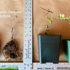 Rare Clematis 【enku｜円空】 - 9P Liveplant| Popular Japanese Clematis| 圓空 ...