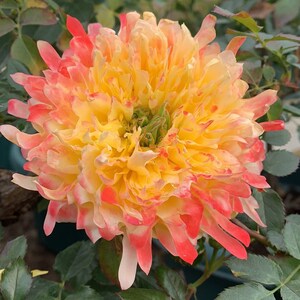 Rare Rose【fireworks Ruffles | 花火の波】-1.5 Gal Ownroot| Chrysanthemum ...