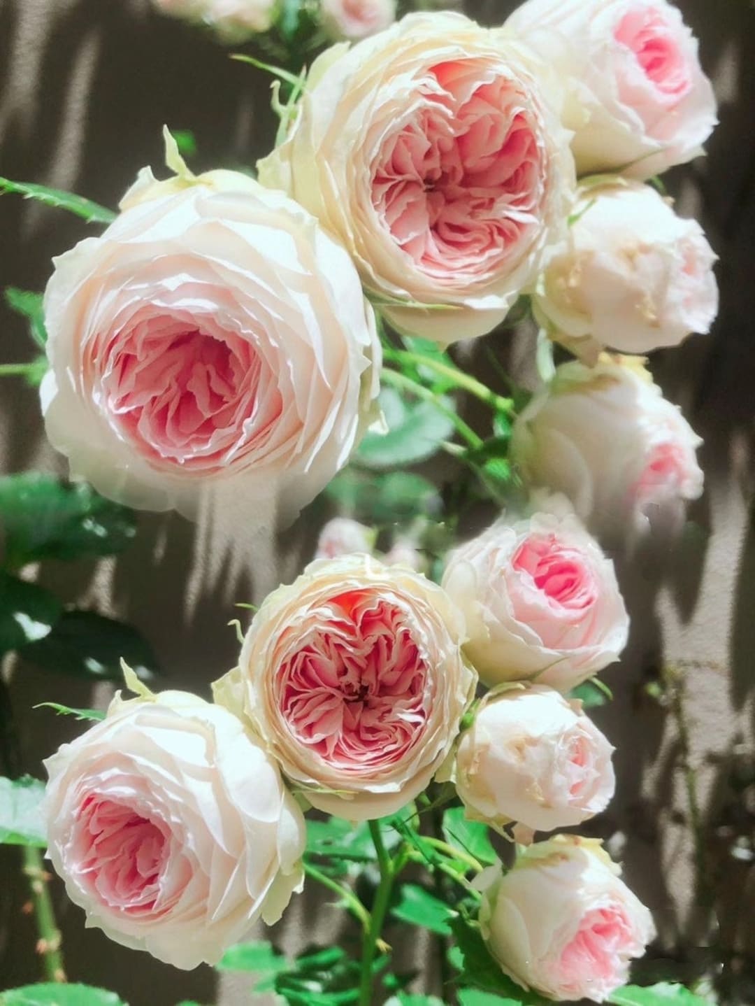 Rose【pompon Veranda】-1.5 Gal+ Ownroot Liveplant |门廊绒球 ポーチフルムーンローズ ...