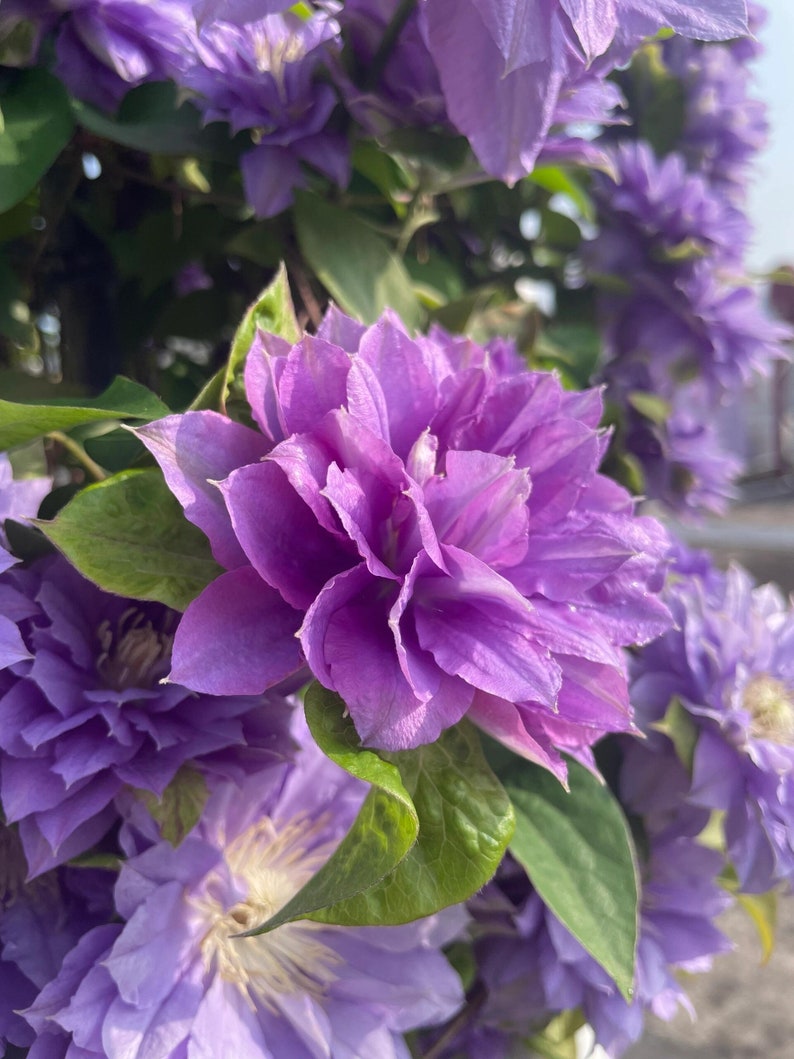 Rare Clematis【enku｜円空】 -12P Liveplant| Popular Japanese Clematis| 圓空 ...