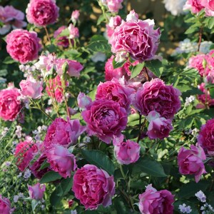 Rose【scheherazade| シェエラザード】-1.5 Gal Ownroot | Rare Rose| Strong ...