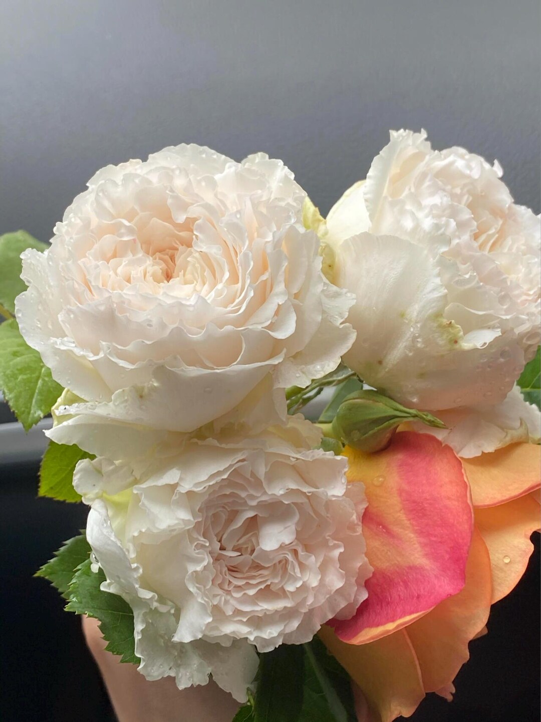 Rose【shirabe| しらべ 】-1gal Liveplant| 音调| Long florescence | Redolent ...