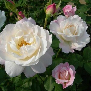 Rose【princess Tenko｜プリンセステンコー】- 3 Gal Liveplant｜rare Japanese Rosa｜天宫公主 ...
