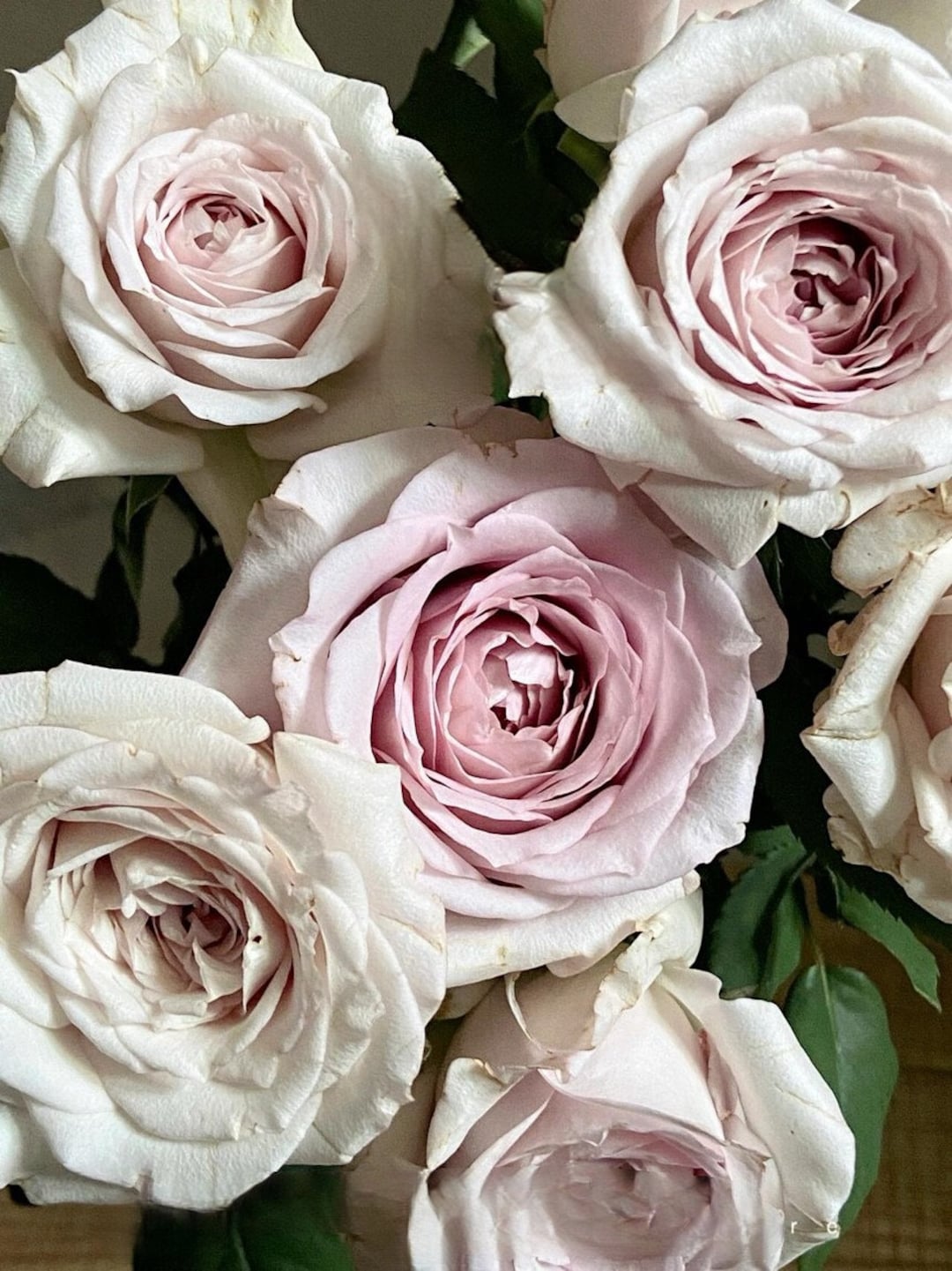 Rose【creed｜クリード】-2 Gal Ownroot Liveplant ｜takunori Kimura 2020 New｜信念 ...