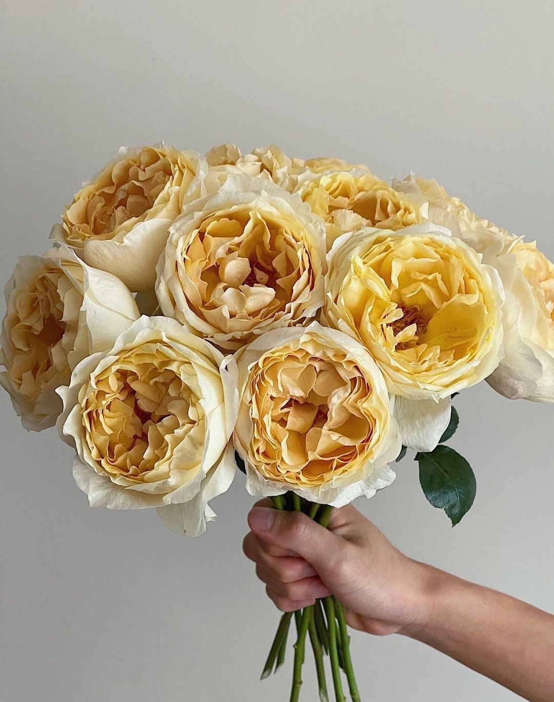 Yves Rose Ivory Yves Piagetmeiteroupy 2 Gal Own Root Live Plant ...