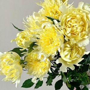 Rare Rose【fireworks Ruffles | 花火の波】-1.5 Gal Ownroot| Chrysanthemum ...