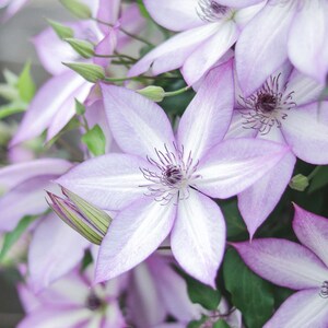 Clematis 【utopia｜ユートピア】-9p Liveplant| Popular Varieties in Japan| Fast Growing| 乌托邦 - Etsy