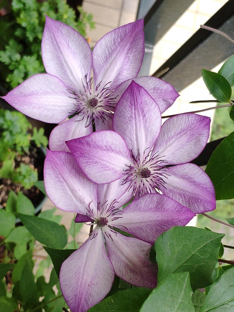 Clematis【fond Memories】- Liveplant｜美好回忆| Group 2 Light Pruning| Large ...