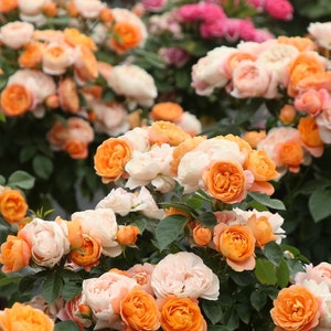 Rose【juicy Terrazza | 果汁阳台】- Ownroot -1.5gal | Netherlands Rose| Strong ...