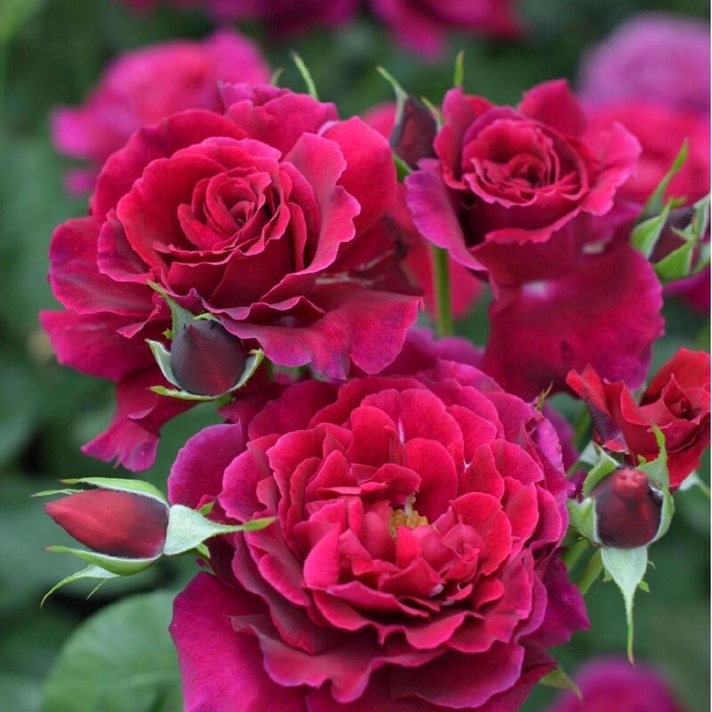 Purple Rose Bush - Etsy