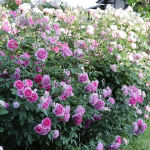 Rose【scheherazade| シェエラザード】-1.5 Gal Ownroot | Rare Rose| Strong ...