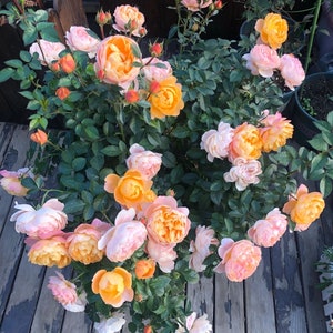 Rose【juicy Terrazza | 果汁阳台】- Ownroot -1.5gal | Netherlands Rose| Strong ...