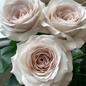 Pearlescence Rose【sliver Lining】1.5 Gal Ownroot| Silver-gray | Strong ...