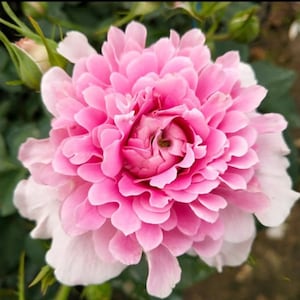 Rare Rosa【fancy Ruffle|ファンシー ラッフル 】-1gal+ Wave Bloom| Ownroot ...