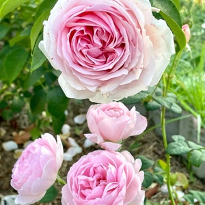 Rose【tallulah| タルーラ】korwimcres - 1.5 Gal Own Root Liveplant｜award ...