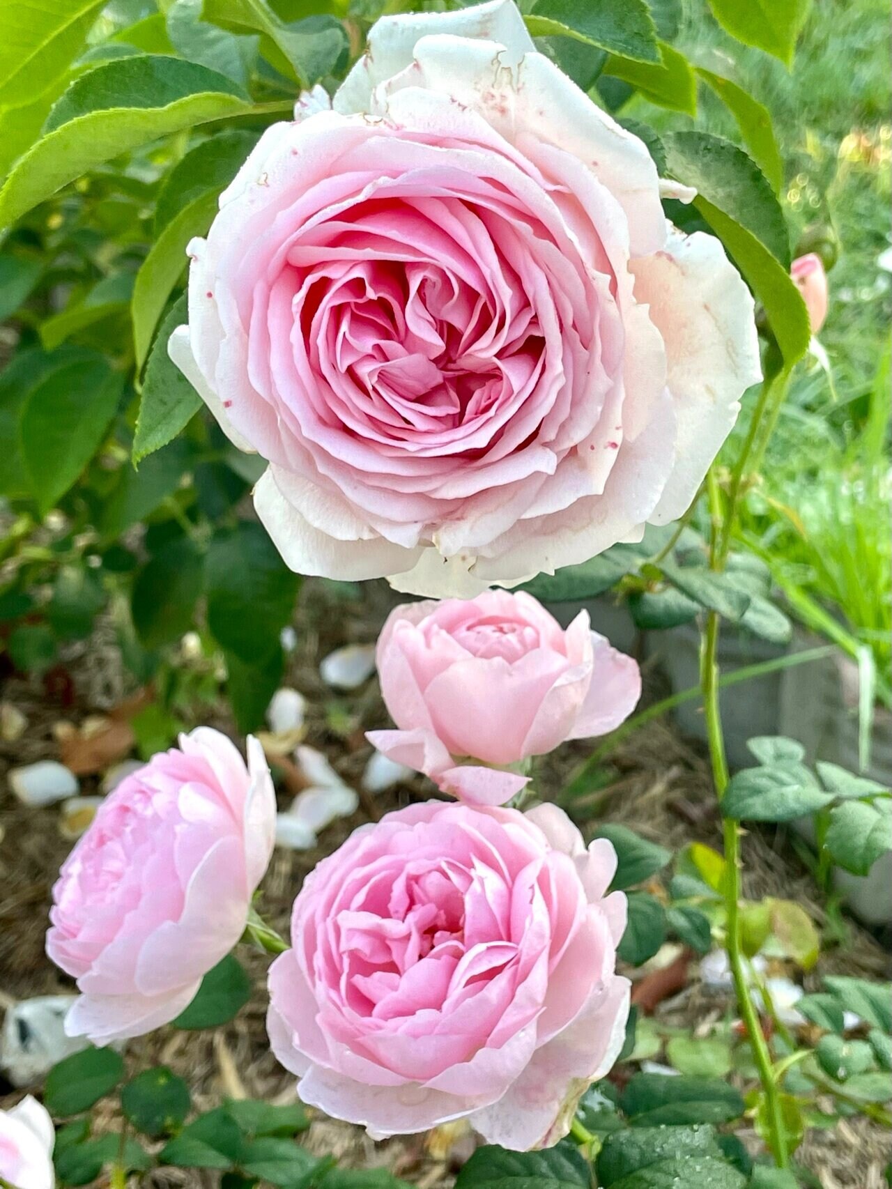Rose【tallulah| タルーラ】korwimcres - 1.5 Gal Own Root Liveplant｜award ...