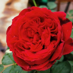 Red Rose【 海軍大将】- 1.5gal Own Root Liveplant｜inspired by Admira| 海上将军 ...