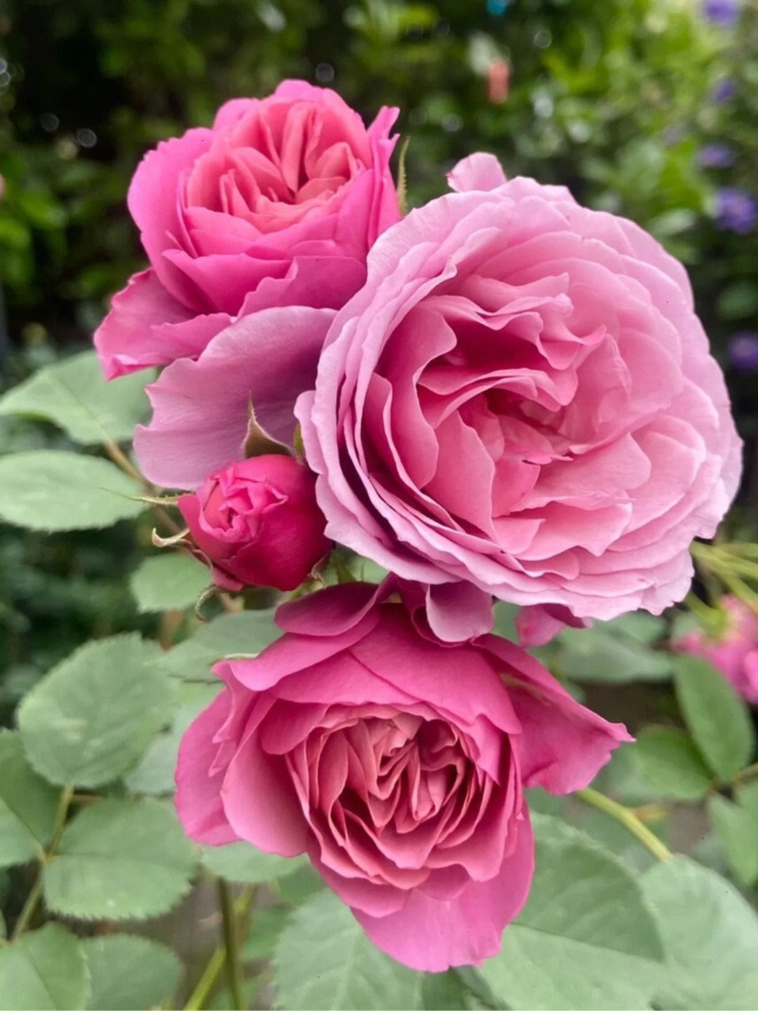 Rosa【aoi | あおい】 - 1.5gal Ownroot | Japanese Rare Floribunda Rose ...