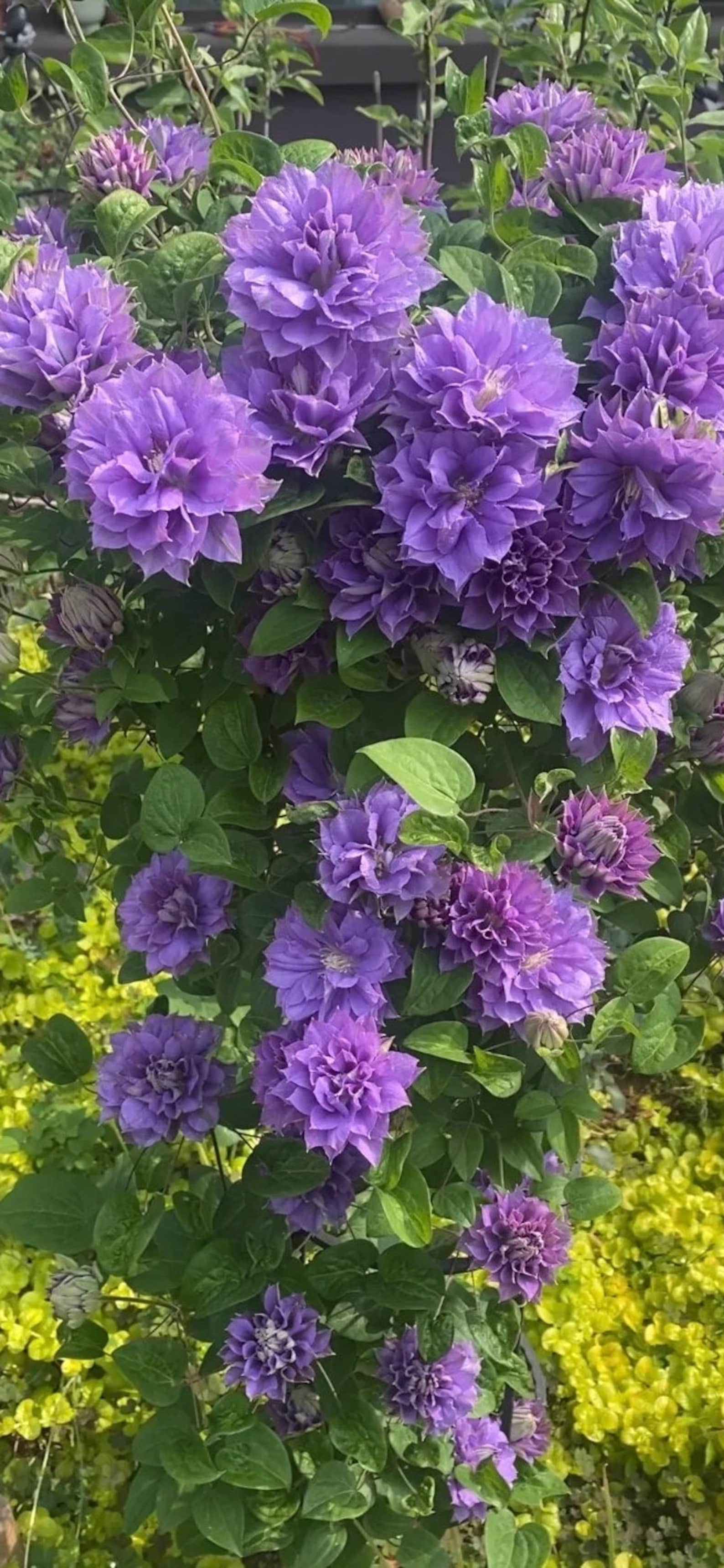 Rare Clematis【enku｜円空】 -12P Liveplant| Popular Japanese Clematis| 圓空 ...