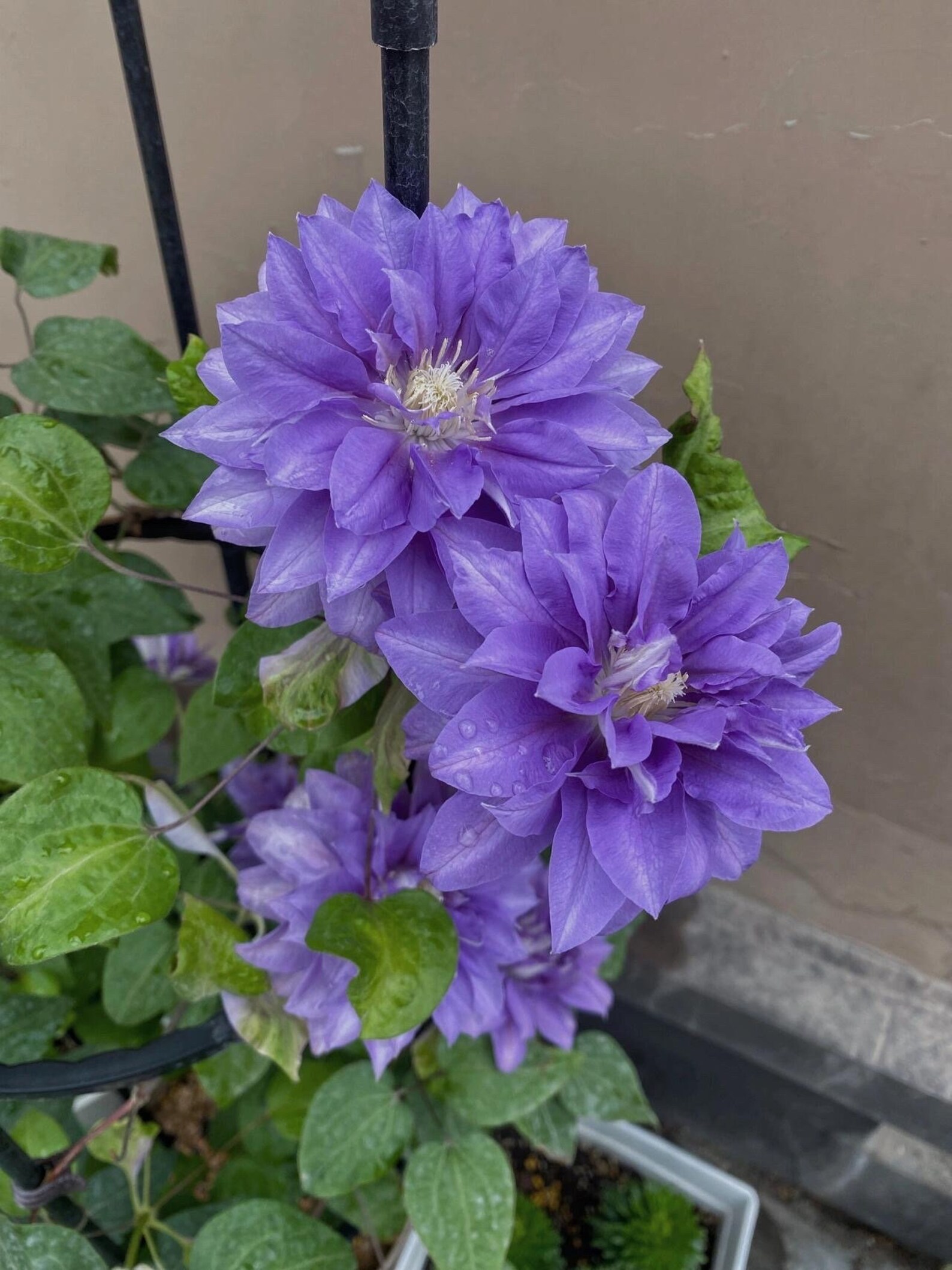 Rare Clematis【enku｜円空】 -12P Liveplant| Popular Japanese Clematis| 圓空 ...