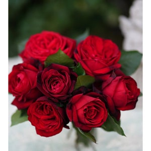 Red Rose【 海軍大将】- 1.5gal Own Root Liveplant｜inspired by Admira| 海上将军 ...