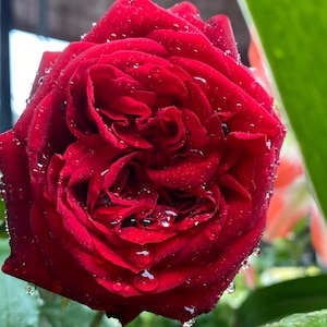 Red Rose【 海軍大将】- 1.5gal Own Root Liveplant｜inspired by Admira| 海上将军 ...