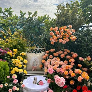 Rose【juicy Terrazza | 果汁阳台】- Ownroot -1.5gal | Netherlands Rose| Strong ...