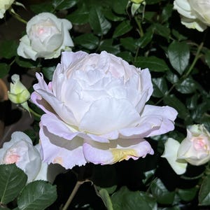 Rose【princess Tenko｜プリンセステンコー】- 3 Gal Liveplant｜rare Japanese Rosa｜天宫公主 ...