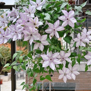 Clematis 【utopia｜ユートピア】-9p Liveplant| Popular Varieties in Japan| Fast Growing| 乌托邦 - Etsy