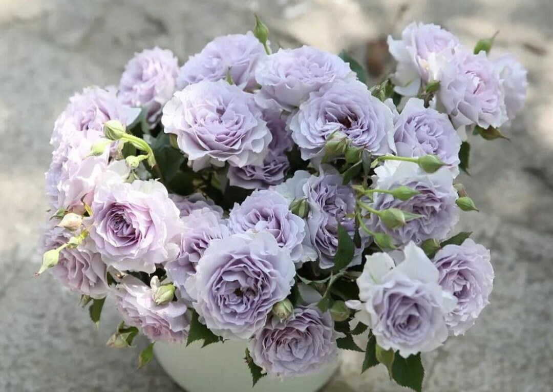Rose【azure Tranquility| 霁色| Ji Se】-1.5gal+ Ownroot｜new Variety-2021 ...