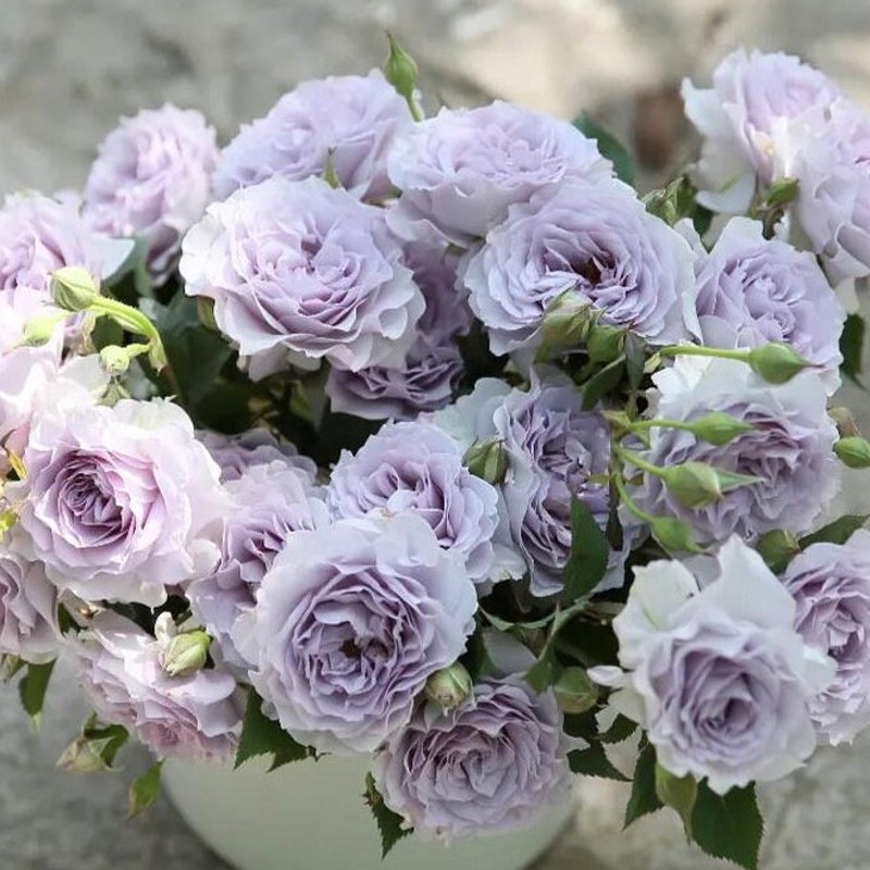 Garden of 5 Se - Etsy