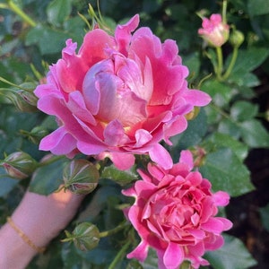 Rare Rosa【fancy Ruffle|ファンシー ラッフル 】-1gal+ Wave Bloom| Ownroot ...