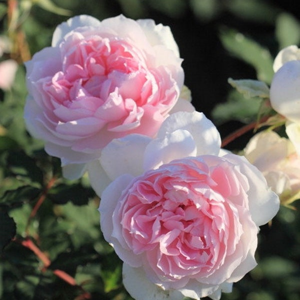 Tournament of Roses - Etsy