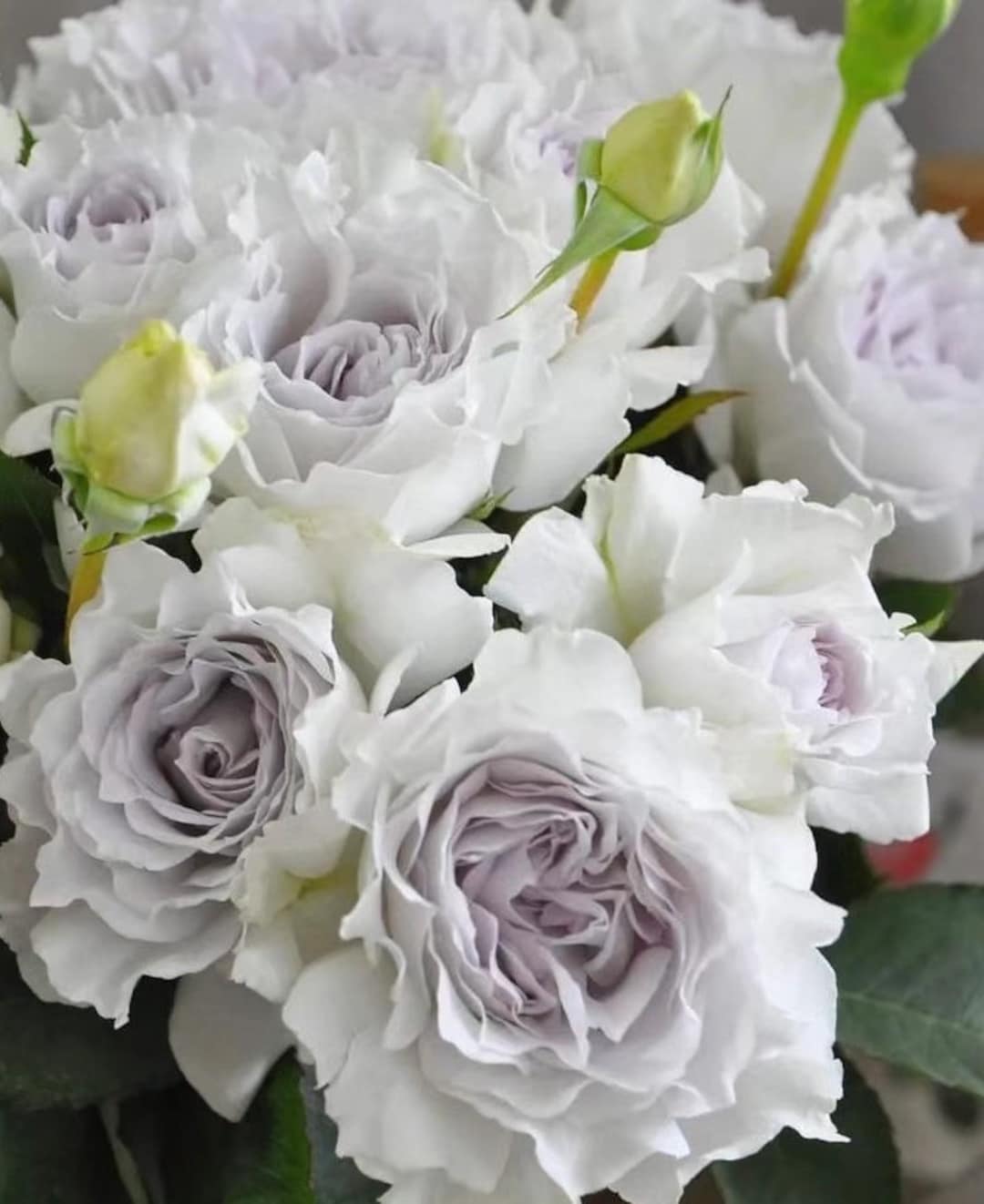 RARE Rose 【gabriel】 - ガブリエル | 1 Gal Ownroot| Award-winning 加百利 大天使 ...