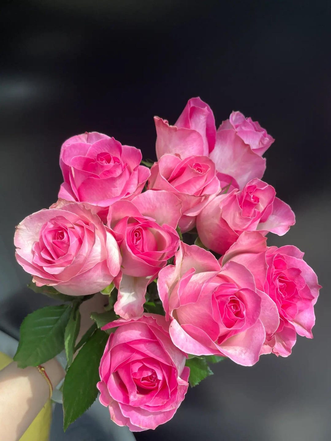 Rosecandy Avalanche 1 Gal Live Plant糖果雪山 - Etsy