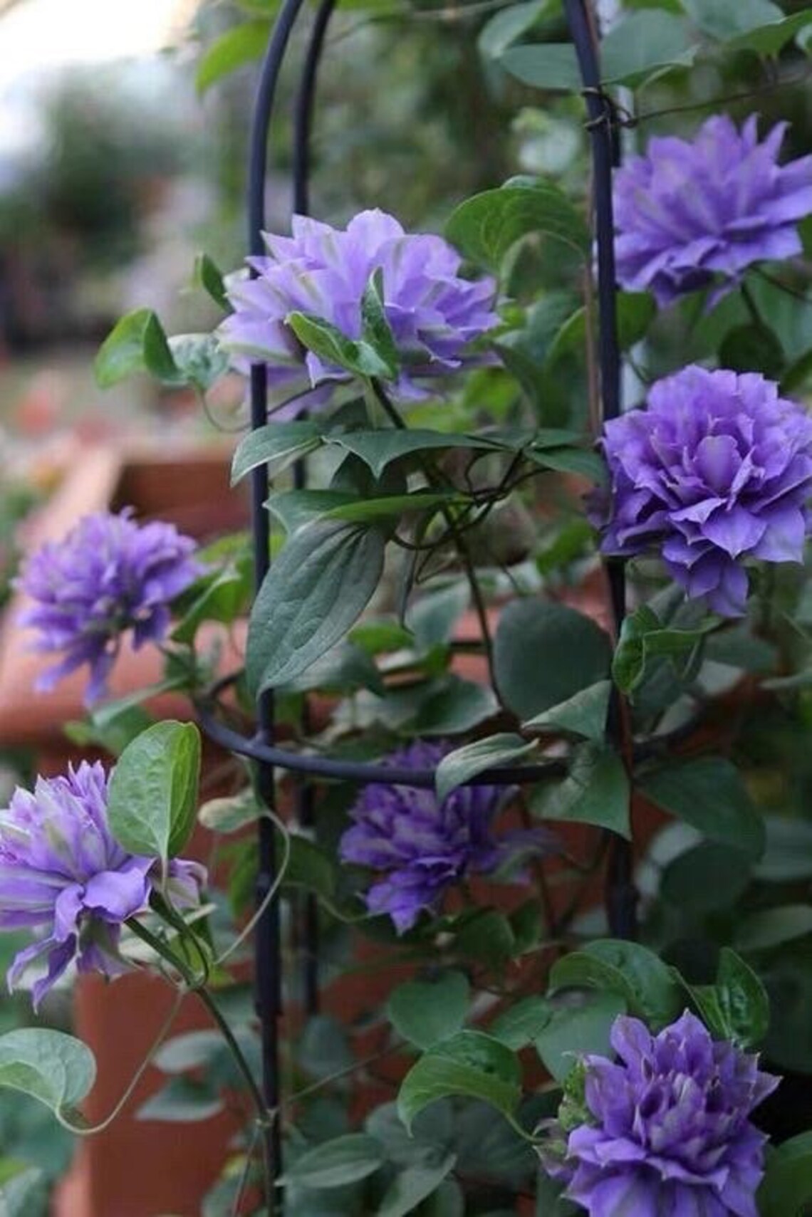Rare Clematis 【enku｜円空】 - 9P Liveplant| Popular Japanese Clematis| 圓空 ...