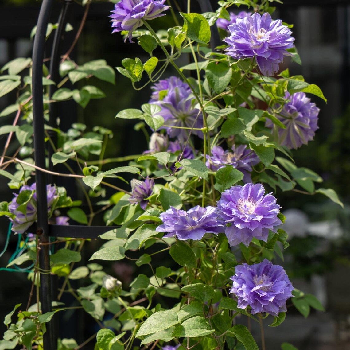Rare Clematis 【enku｜円空】 - 9P Liveplant| Popular Japanese Clematis| 圓空 ...