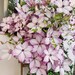 Clematis 【utopia｜ユートピア】-9p Liveplant| Popular Varieties in Japan| Fast Growing| 乌托邦 - Etsy
