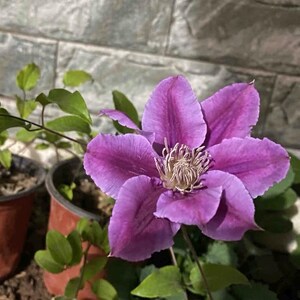Rare Japanese Clematis【nishiki｜錦】- Live Plant｜锦｜bi-color: Starts Pale ...