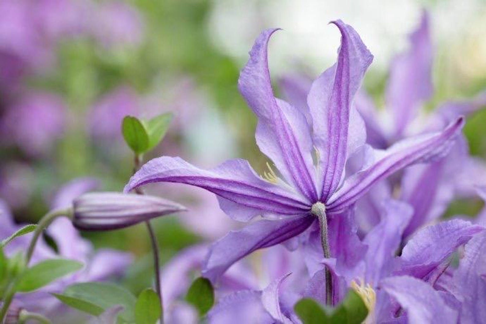 Rare Clematis【east River】-12p Liveplant｜东方河流 Large Star Bloom - Etsy