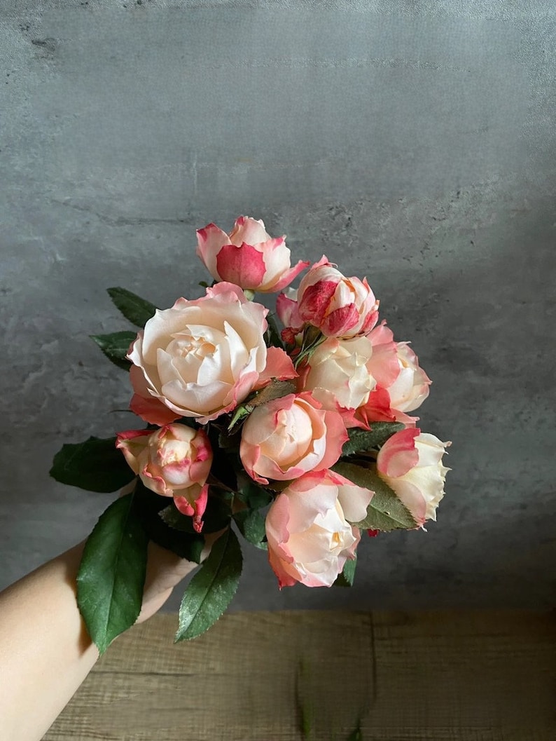Rose【princess Suki シャンスポム】 1 Gal Ownroot | Japanese| Striped Flower ...