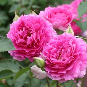 Rose【scheherazade| シェエラザード】-1.5 Gal Ownroot | Rare Rose| Strong ...