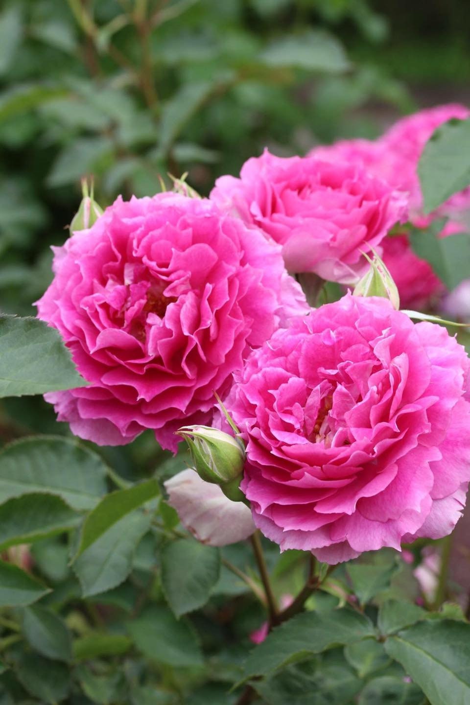 Rose【scheherazade| シェエラザード】-1.5 Gal Ownroot | Rare Rose| Strong ...