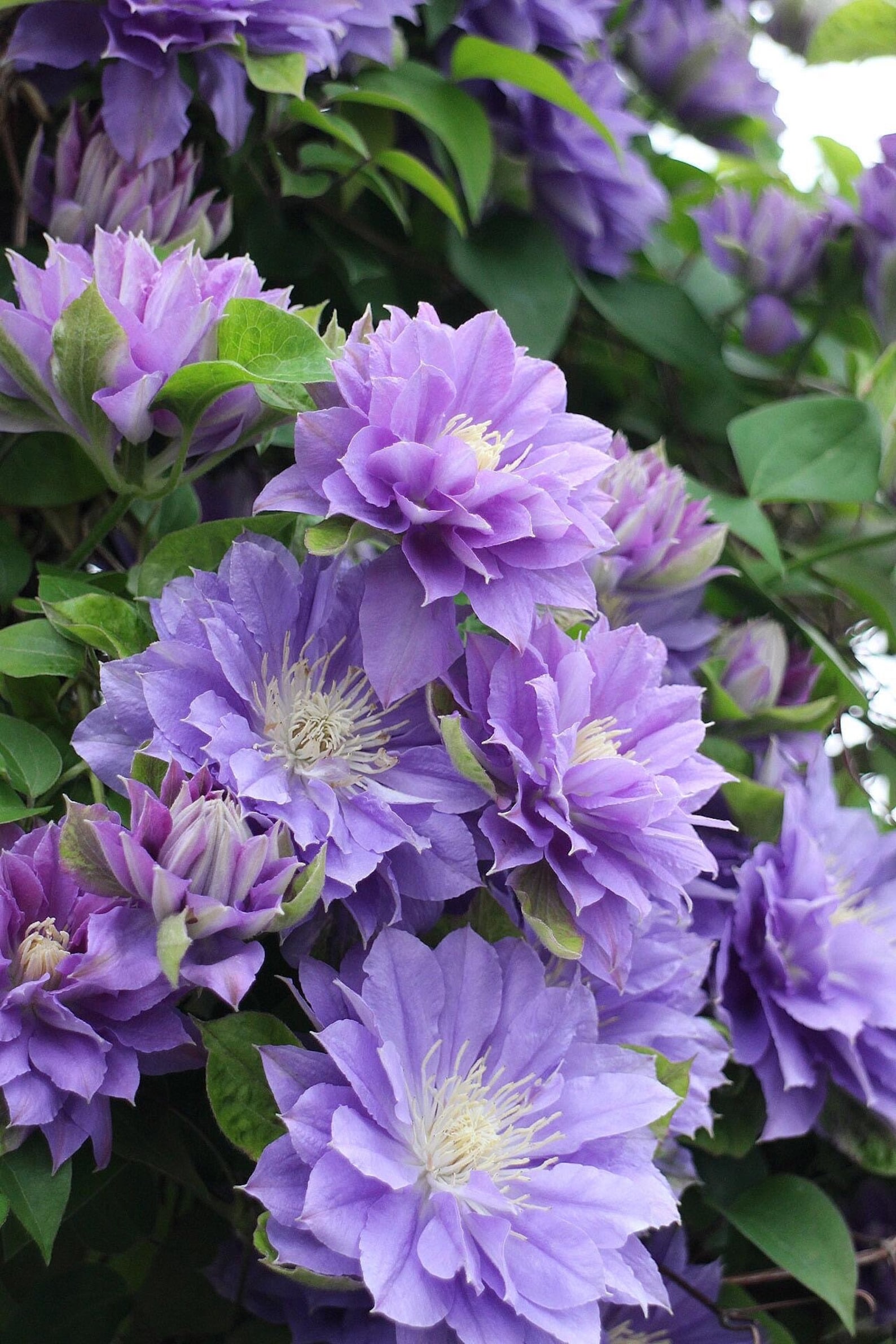 Rare Clematis【enku｜円空】 -12P Liveplant| Popular Japanese Clematis| 圓空 ...