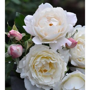 Rose【princess Tenko｜プリンセステンコー】- 3 Gal Liveplant｜rare Japanese Rosa｜天宫公主 ...