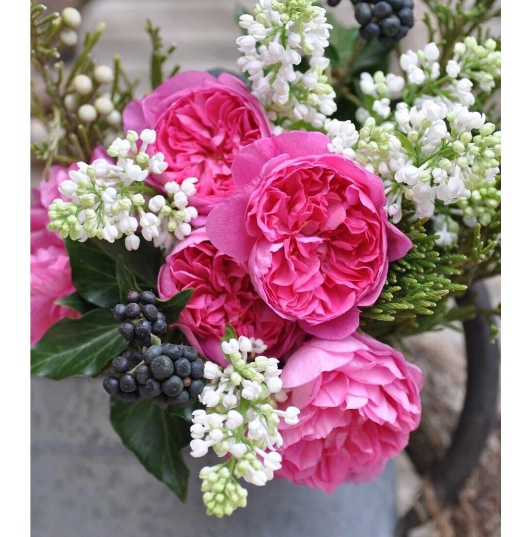 Rose【raphael |ラファエル】 -1 Gal Ownroot| Israfel| 河本 純子| Heat Resistant ...